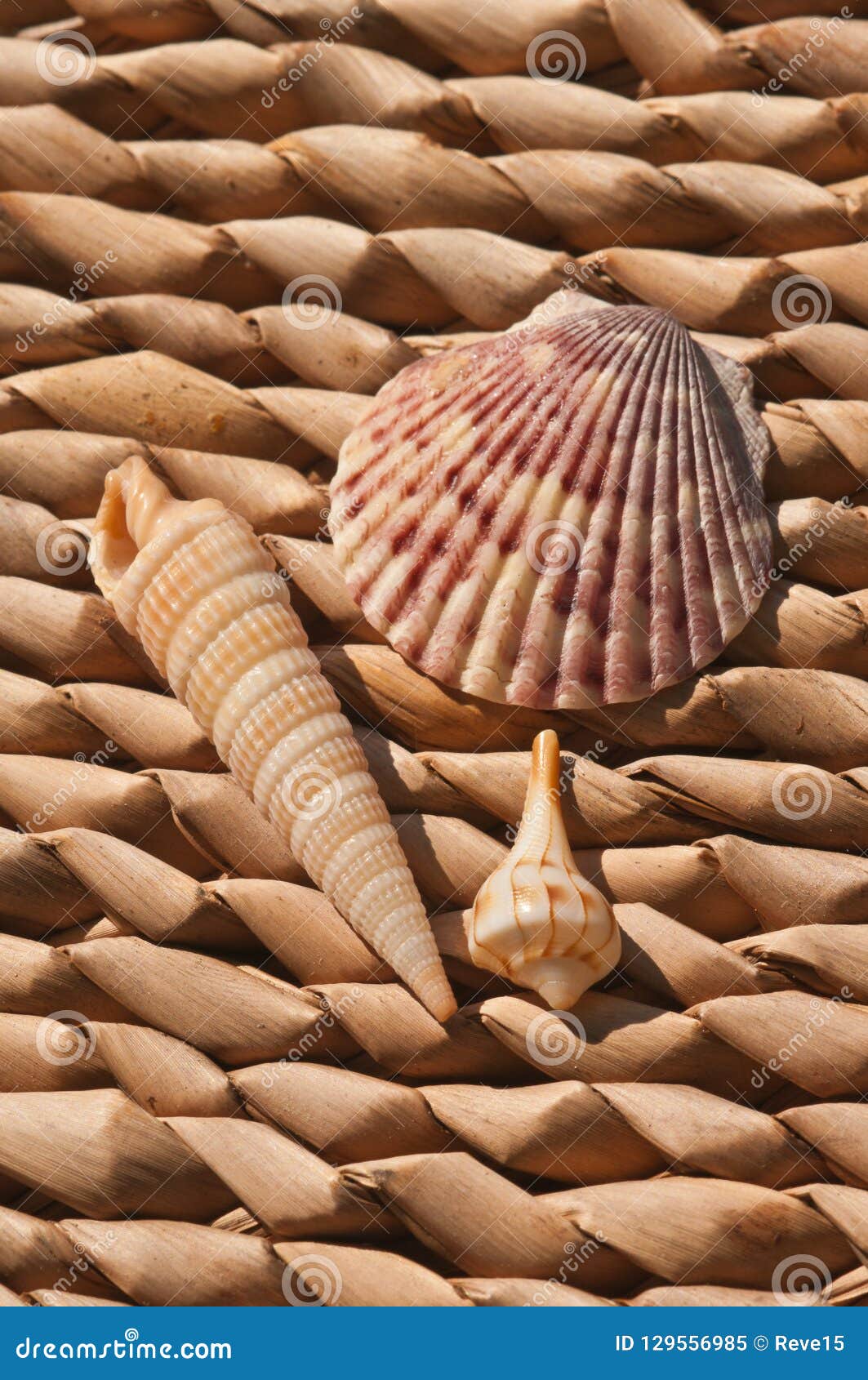 Three Tropical Shells Displayed on a Grass Weaved Place Mat Stock Image ...