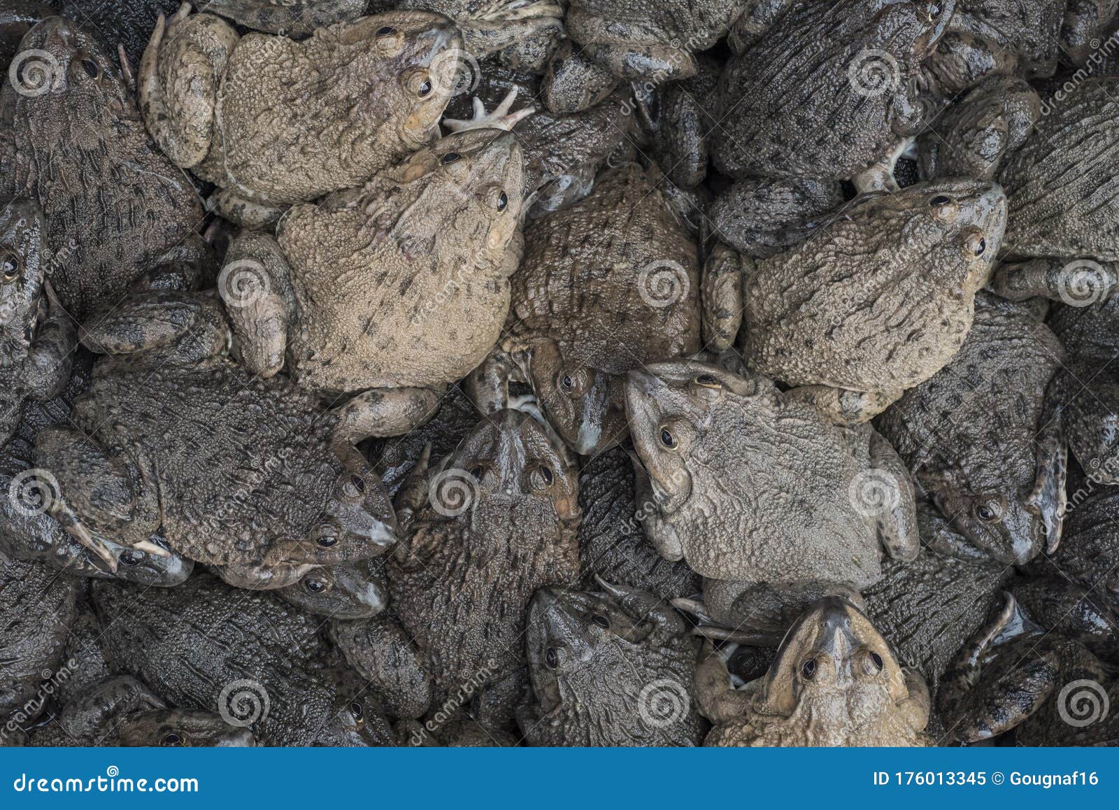 Top view close-up of toads stock image. Image of brown - 176013345
