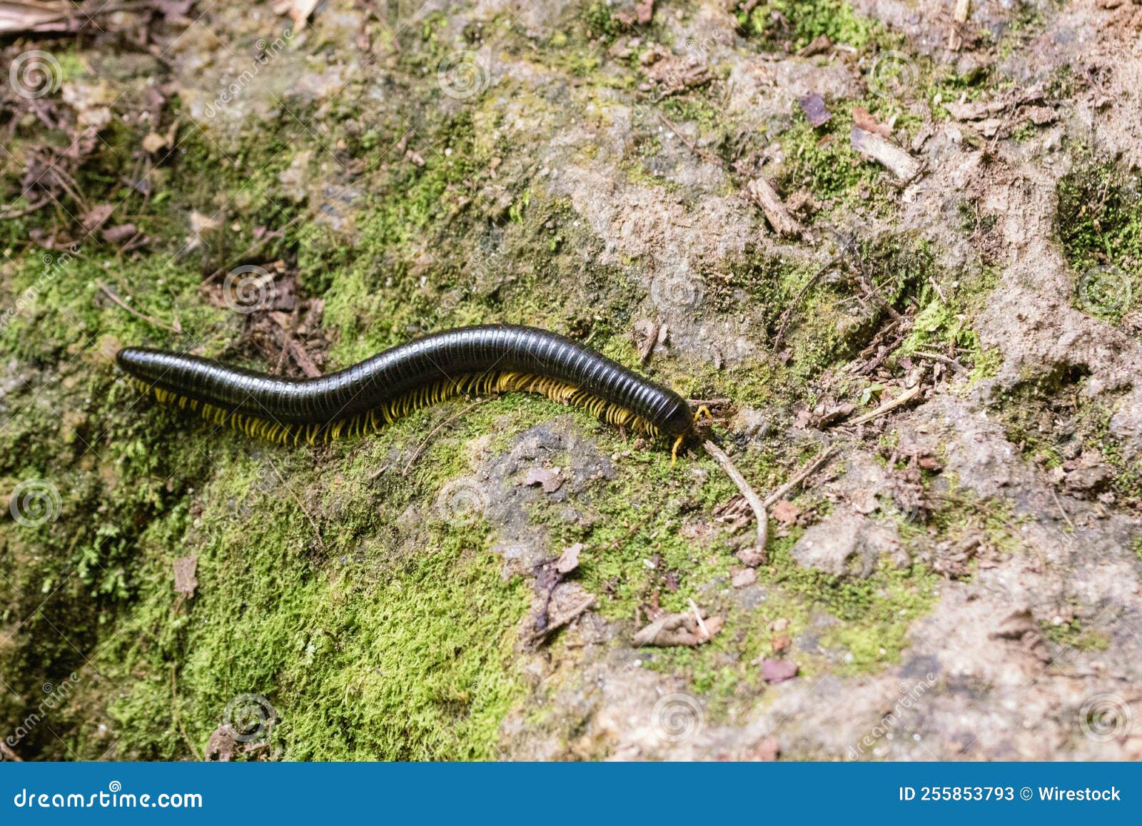 Top View Closeup of a Black Centipede on a Mossy Ground Stock Image ...