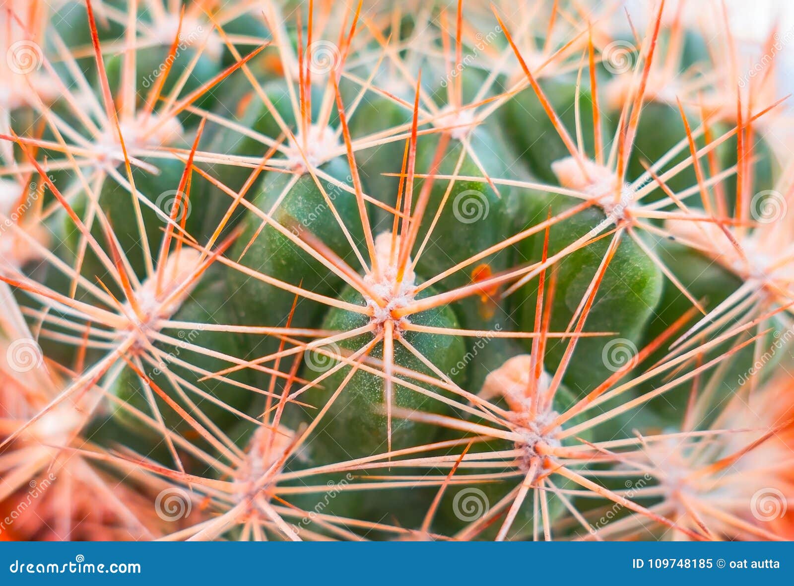 Top View Closeup Cactus. Pattern for Cactus Stock Image - Image of ...