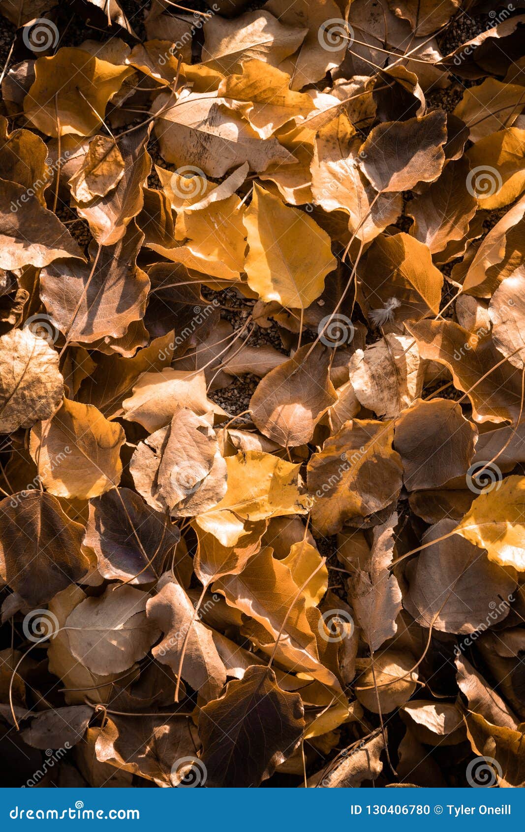 Orange Fall Leaves Background Texture Stock Photo - Image of seasonal ...