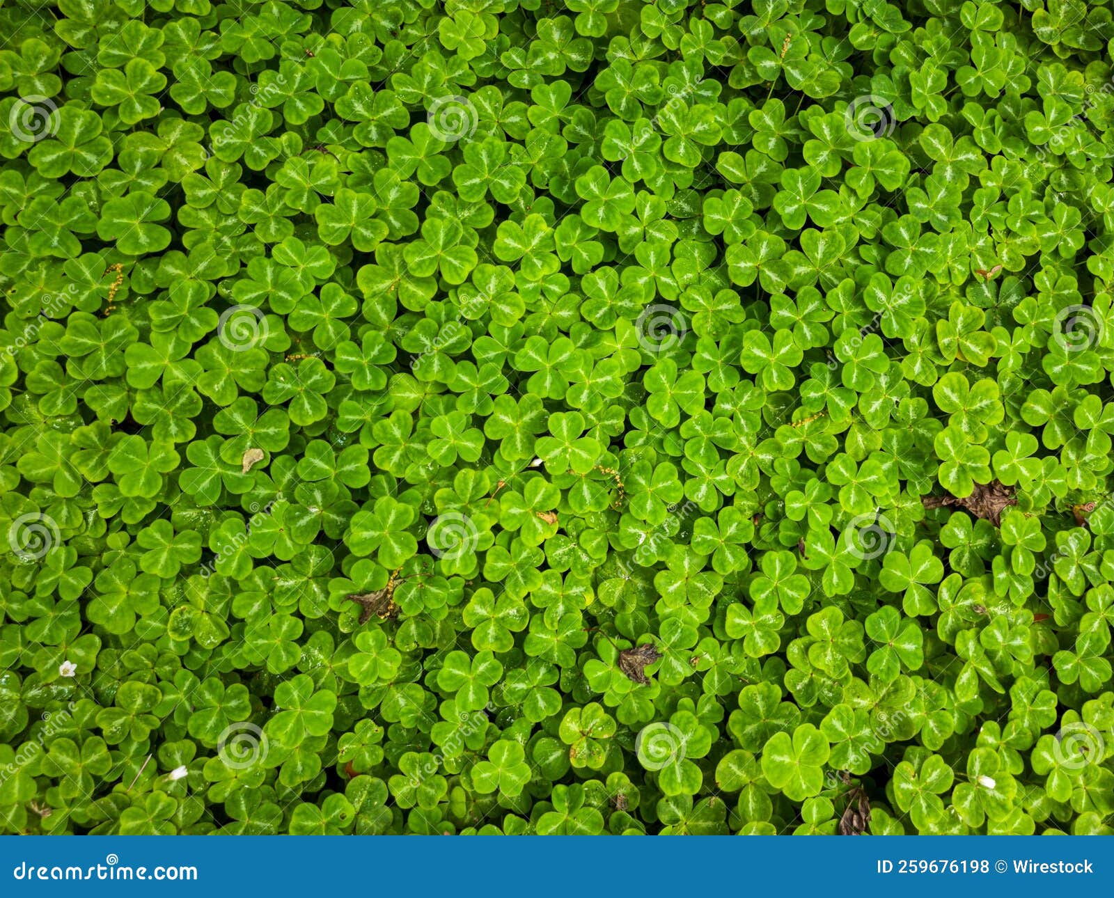 Top View of a Cluster of Green Clover Plants Stock Photo - Image of ...