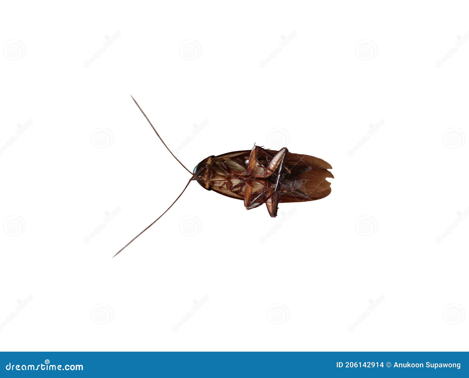 Top View Cockroach Isolated on White Background with Clipping Path ...