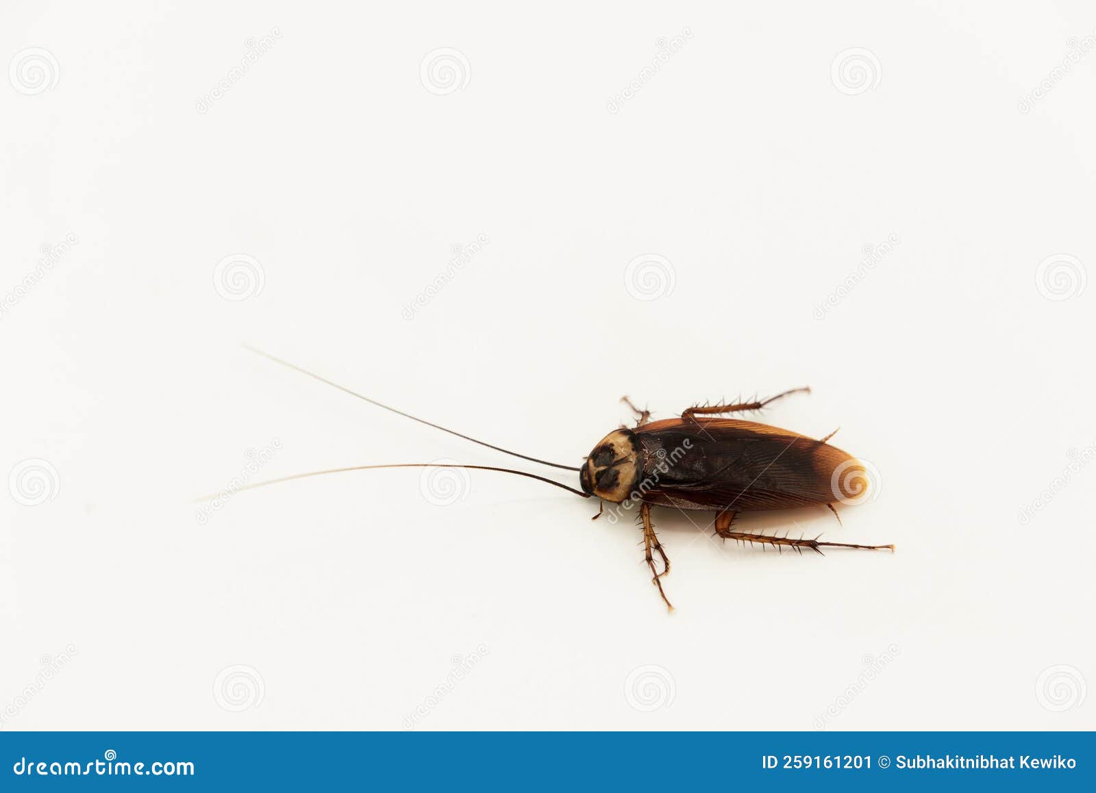 Top View Cockroach Walking on a White Background Stock Image - Image of ...