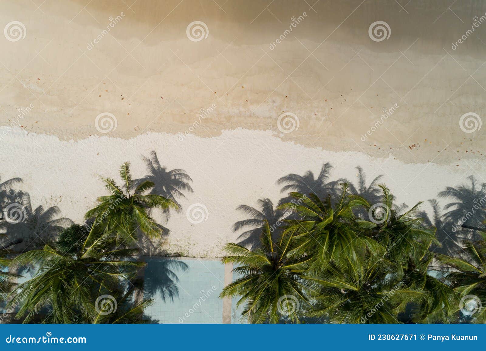 Top View Coconut Palm Trees on the Beach Stock Image - Image of aerial ...