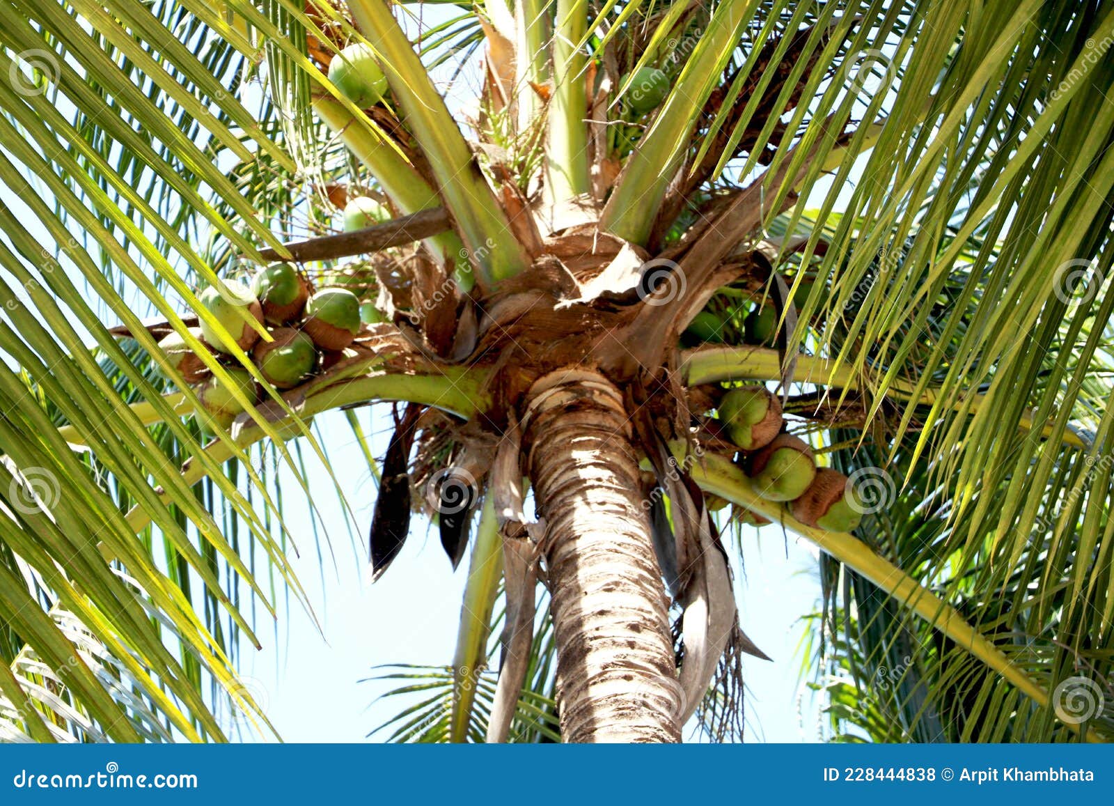 Top View of coconut tree stock photo. Image of environment - 228444838