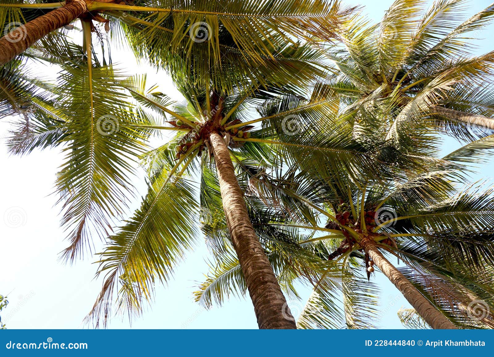 Top View of coconut tree stock photo. Image of healthy - 228444840