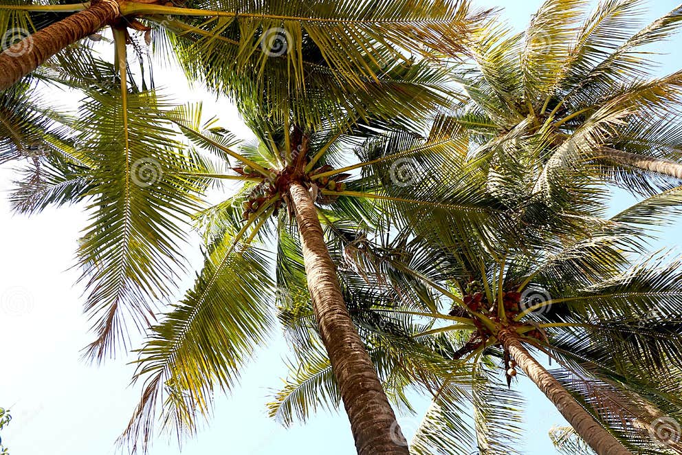 Top View of coconut tree stock photo. Image of healthy - 228444840