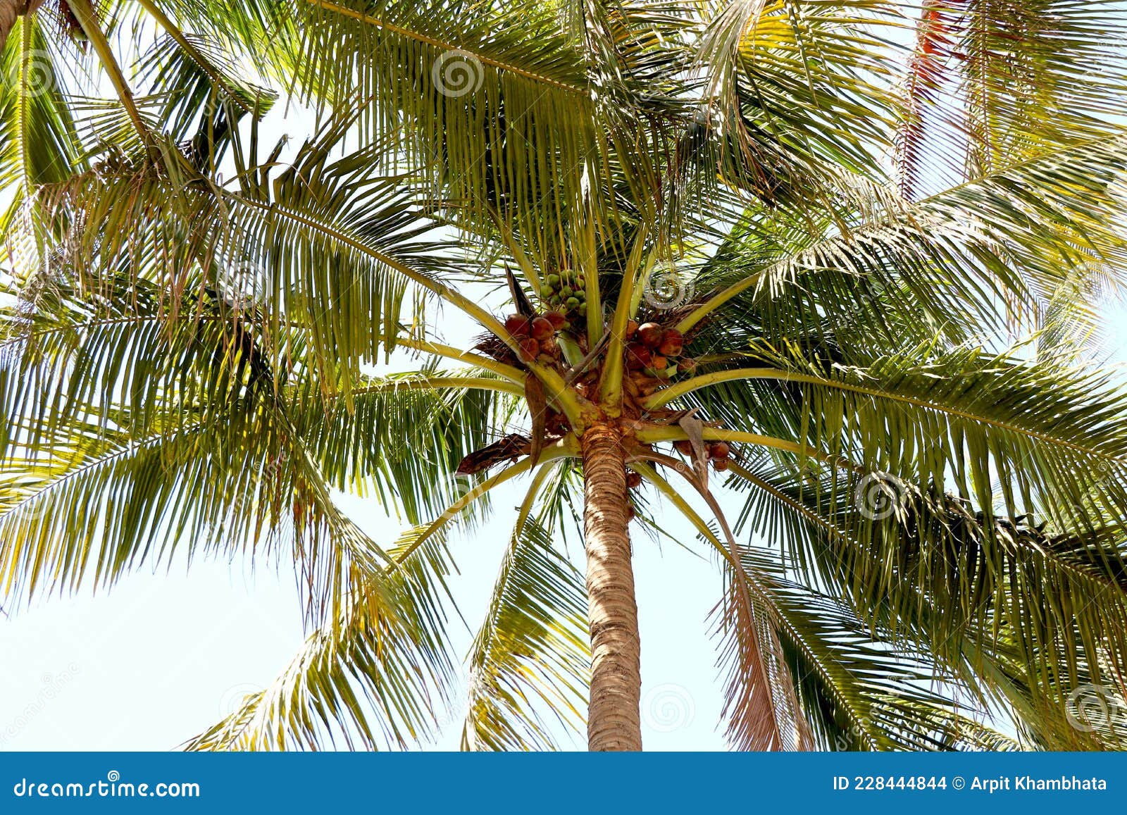 Top View of coconut tree stock photo. Image of green - 228444844