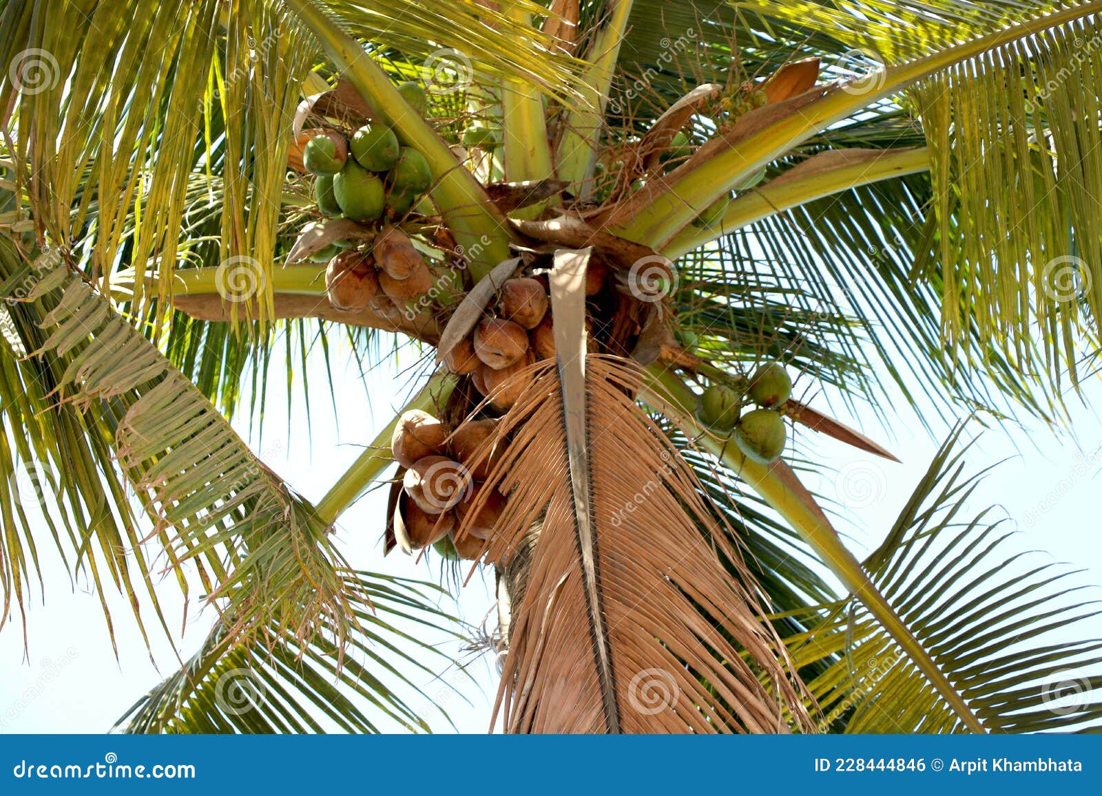 Top View of coconut tree stock photo. Image of agriculture - 228444846