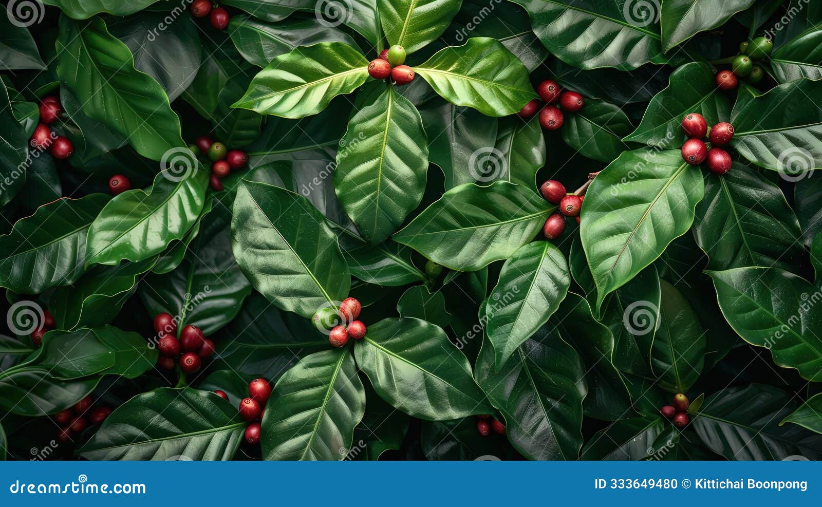 Top View of Coffee Leaves Forming a Pattern, Symmetrical and Aesthetic ...