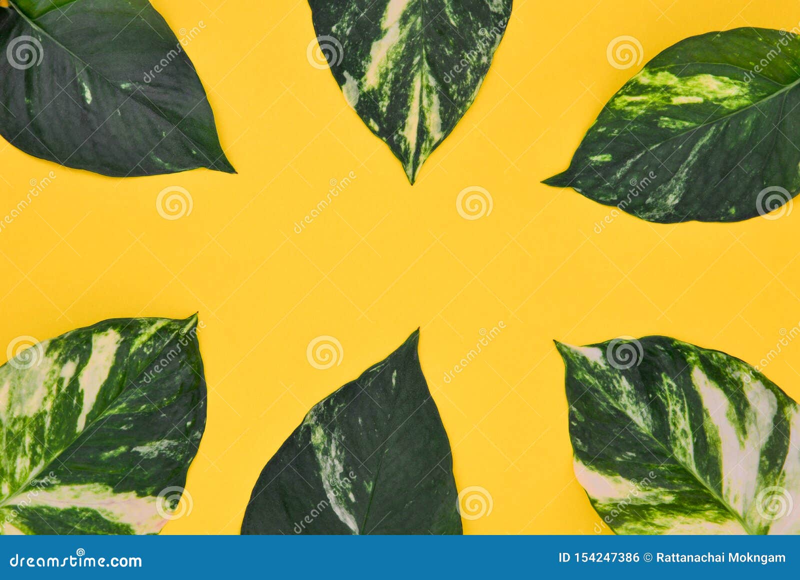Top View Collection Different Pattern of Golden Pothos Leaves Isolated ...
