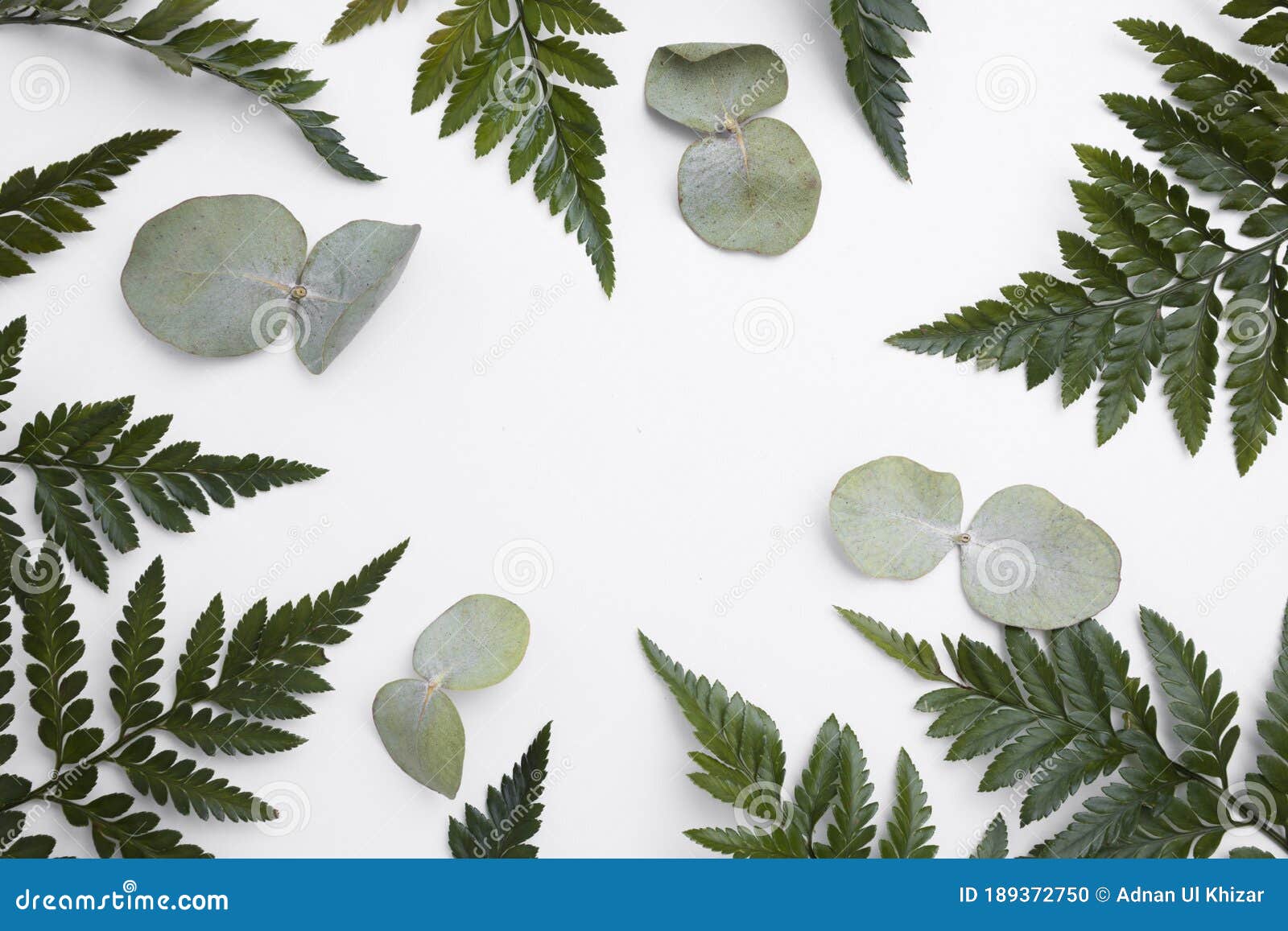 Top View Collection of Green Leafs Concept Photo Stock Photo - Image of ...