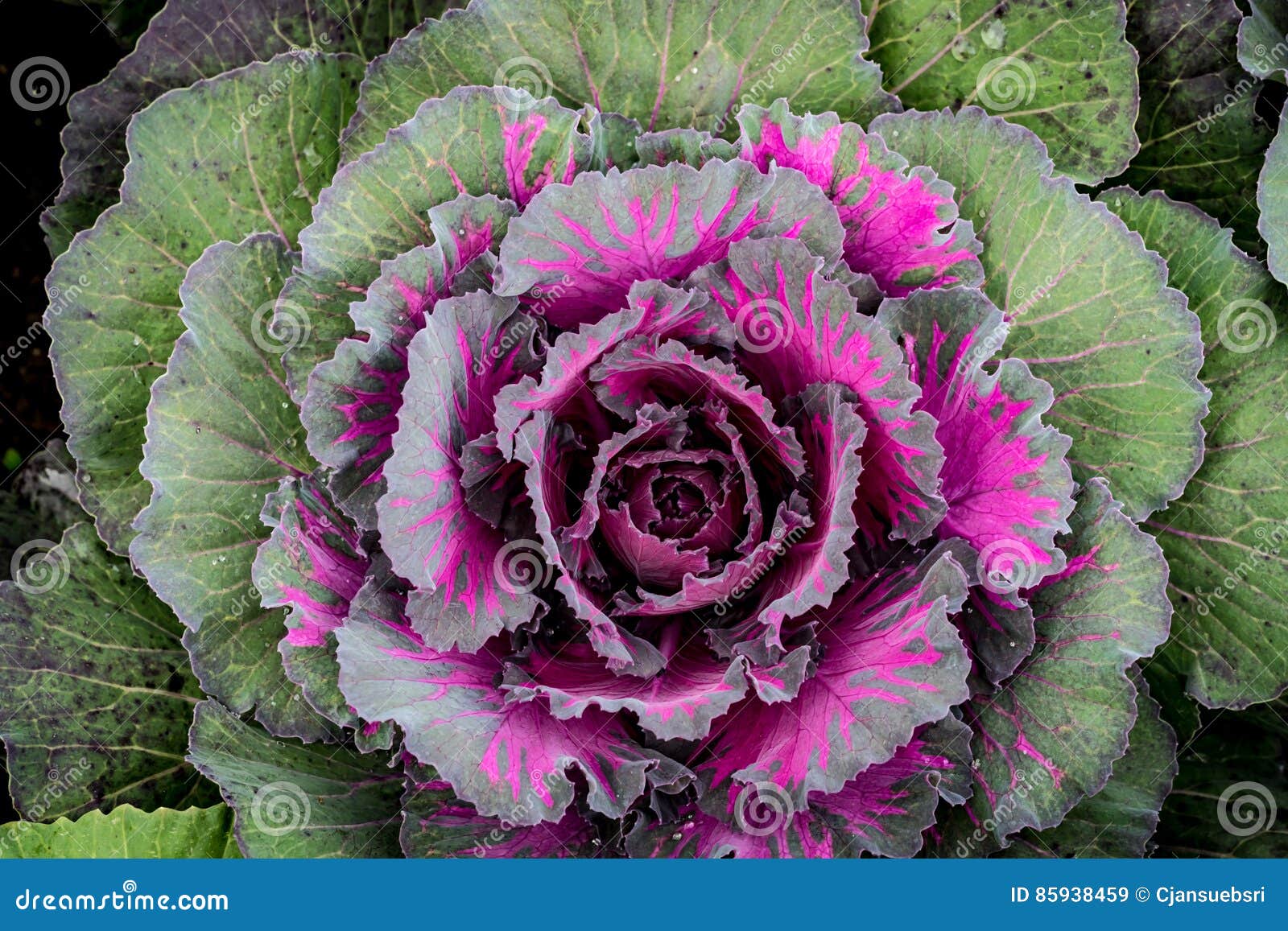 Top view of color cabbage stock image. Image of nature - 85938459