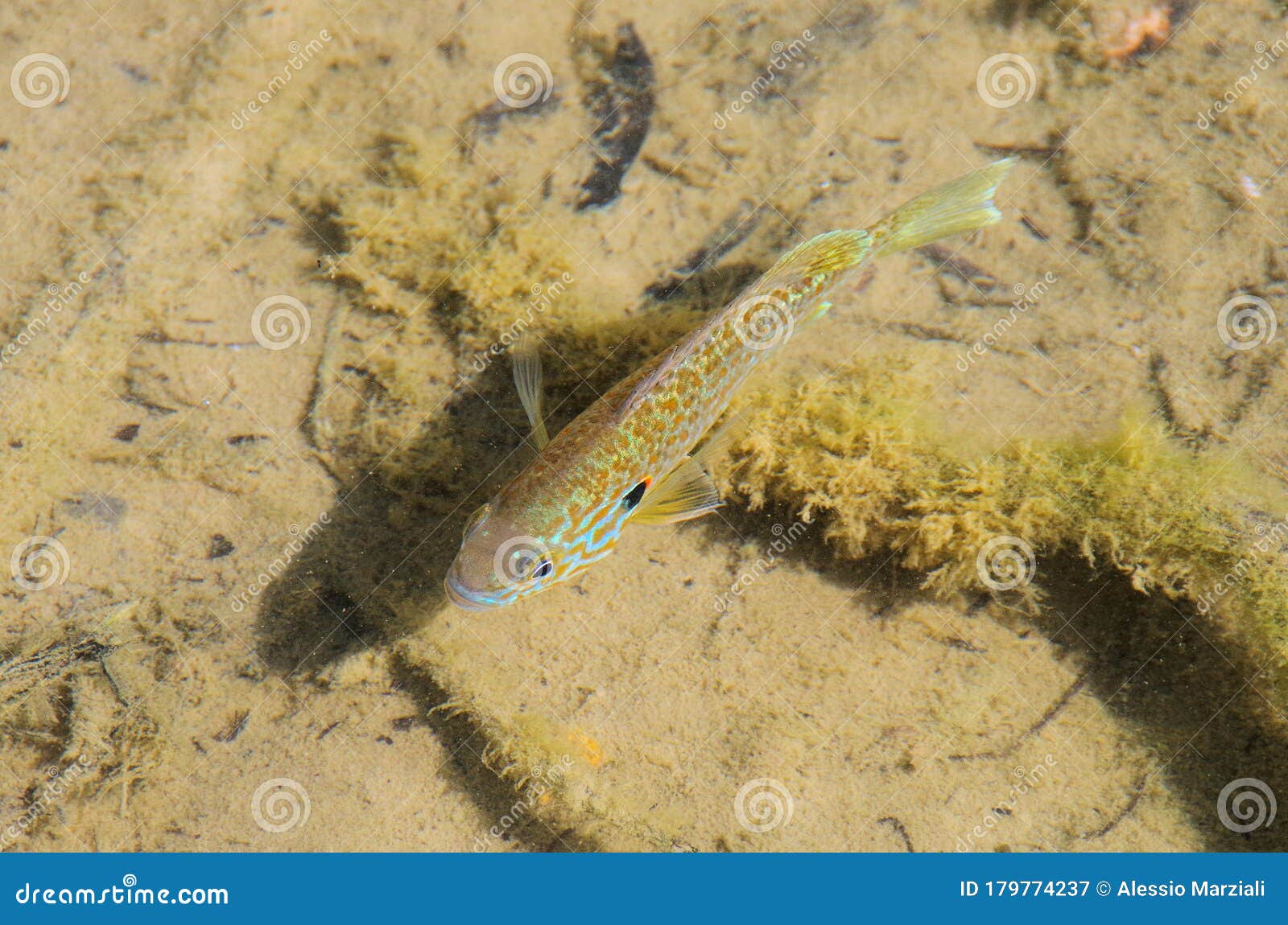 Top view of a colored fish stock image. Image of lake - 179774237