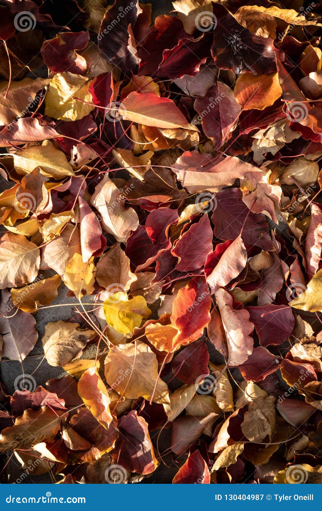 Colorful Fall Leaves Background Texture Stock Image - Image of leaf ...