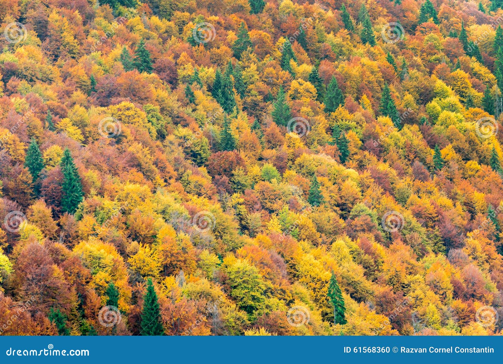 Top View of Colorful Forest Trees in the Autumn Stock Photo - Image of ...