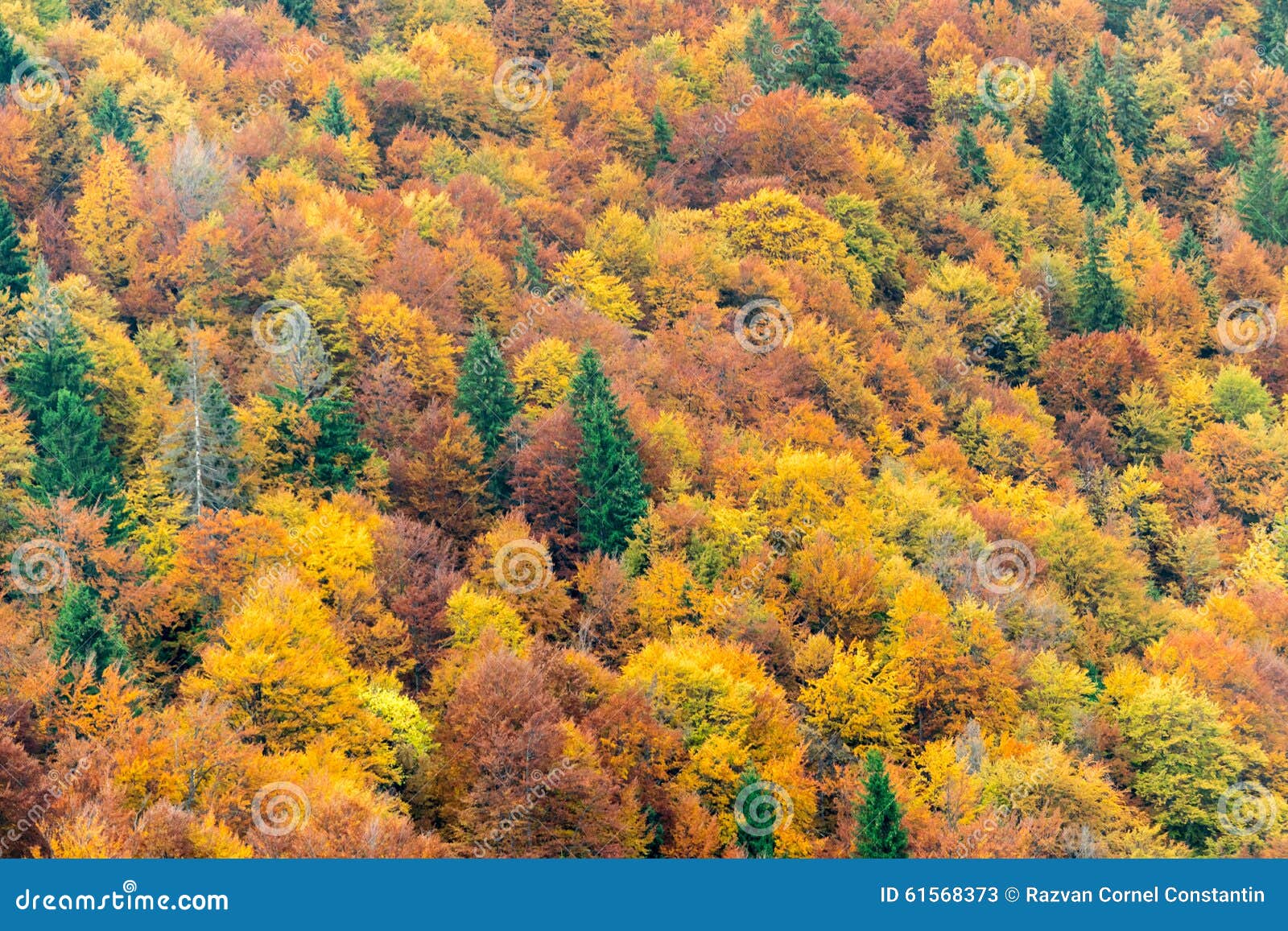 Top View of Colorful Forest Trees in the Autumn Stock Image - Image of ...