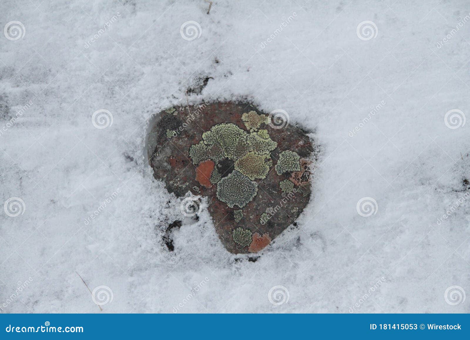 Top View of Colorful Lichens on a Rock Surrounded by Snow Stock Image ...
