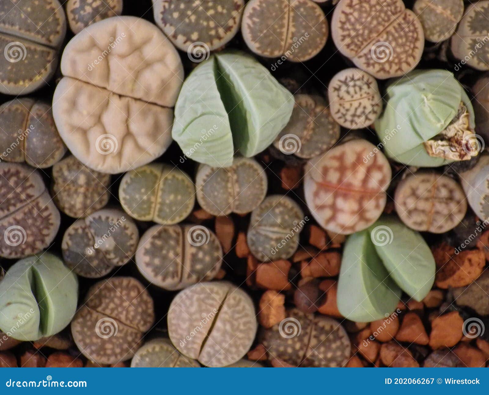 Top View of Colorful and Unique Lithops Stock Image - Image of nature ...