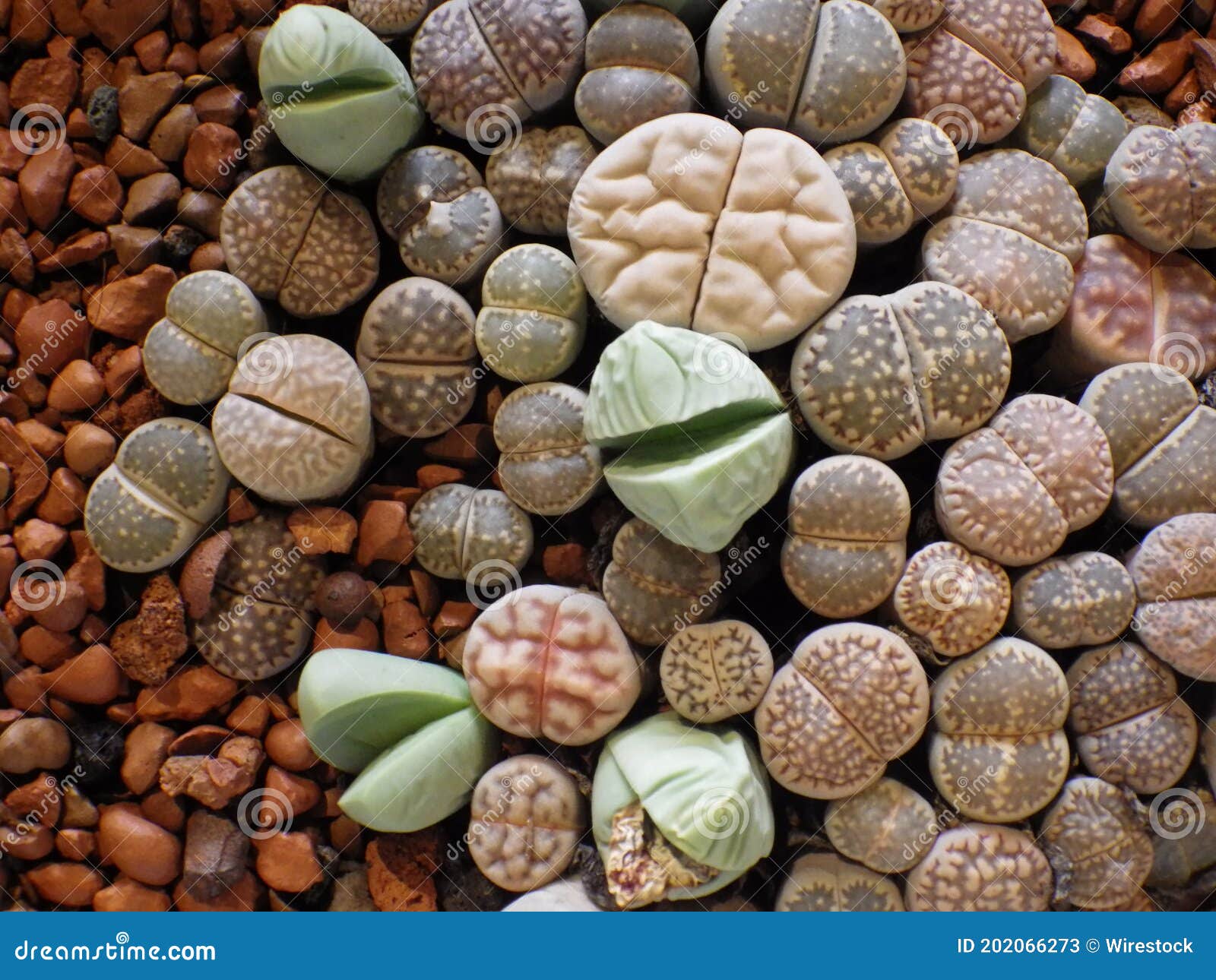 Top View of Colorful and Unique Lithops Stock Image - Image of stones ...