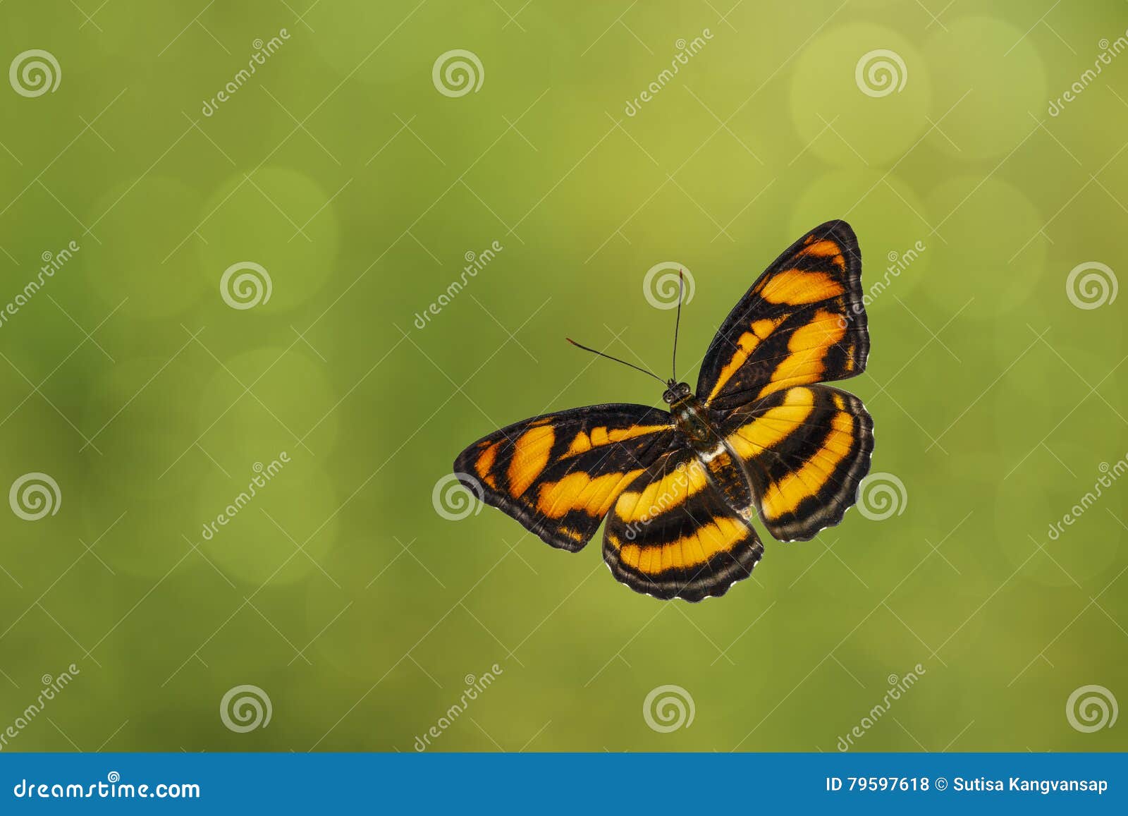 Top View of Colour Segeant Butterfly ( Athyma Nefte ) Stock Photo ...