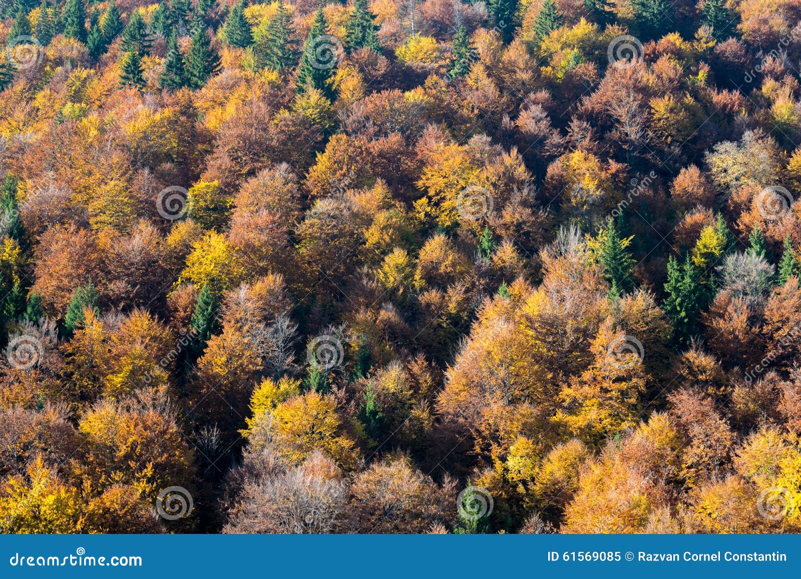 Top View of Colourful Forest Trees in the Autumn Stock Image - Image of ...
