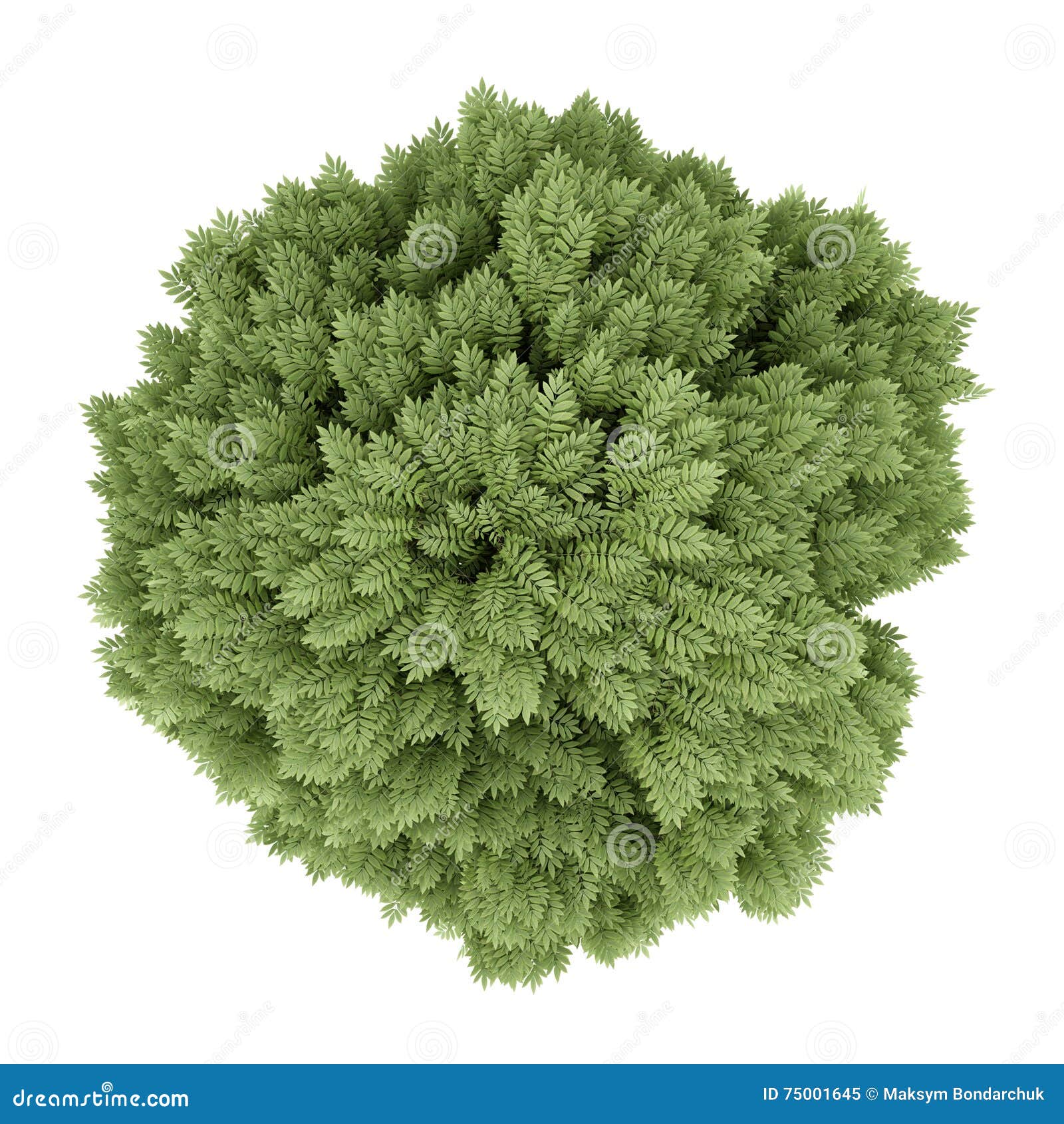 Top View of Common Ash Tree Isolated on White Stock Image - Image of ...