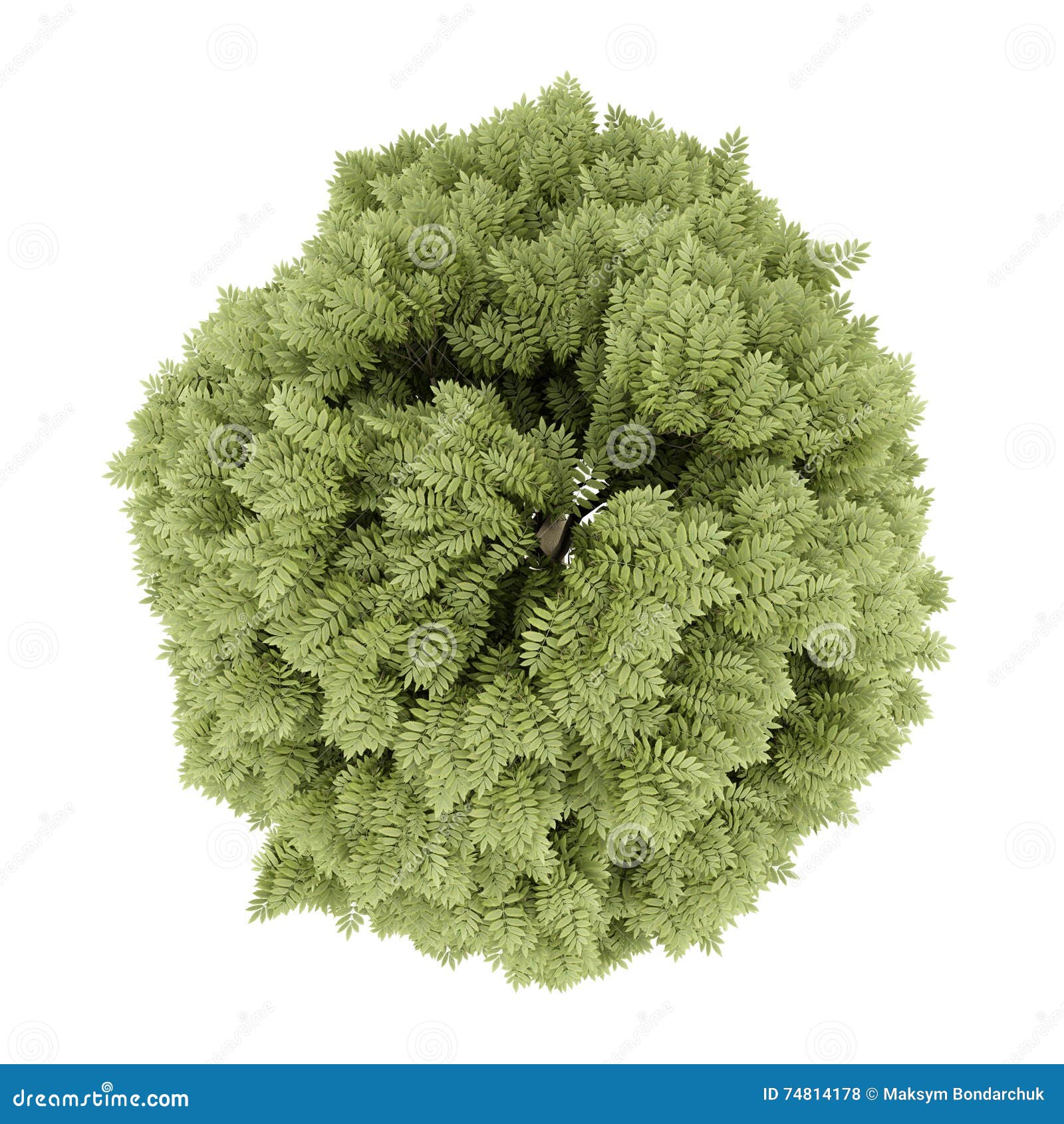 Top View of Common Ash Tree Isolated on White Stock Illustration ...