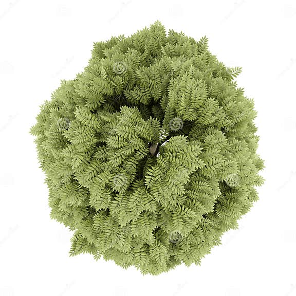 Top View of Common Ash Tree Isolated on White Stock Illustration ...