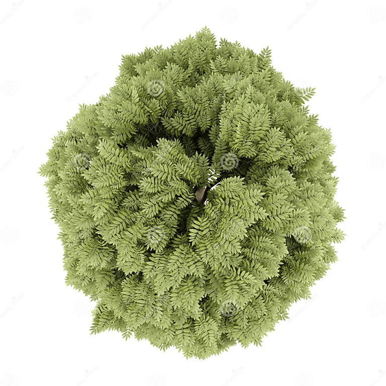 Top View of Common Ash Tree Isolated on White Stock Illustration ...