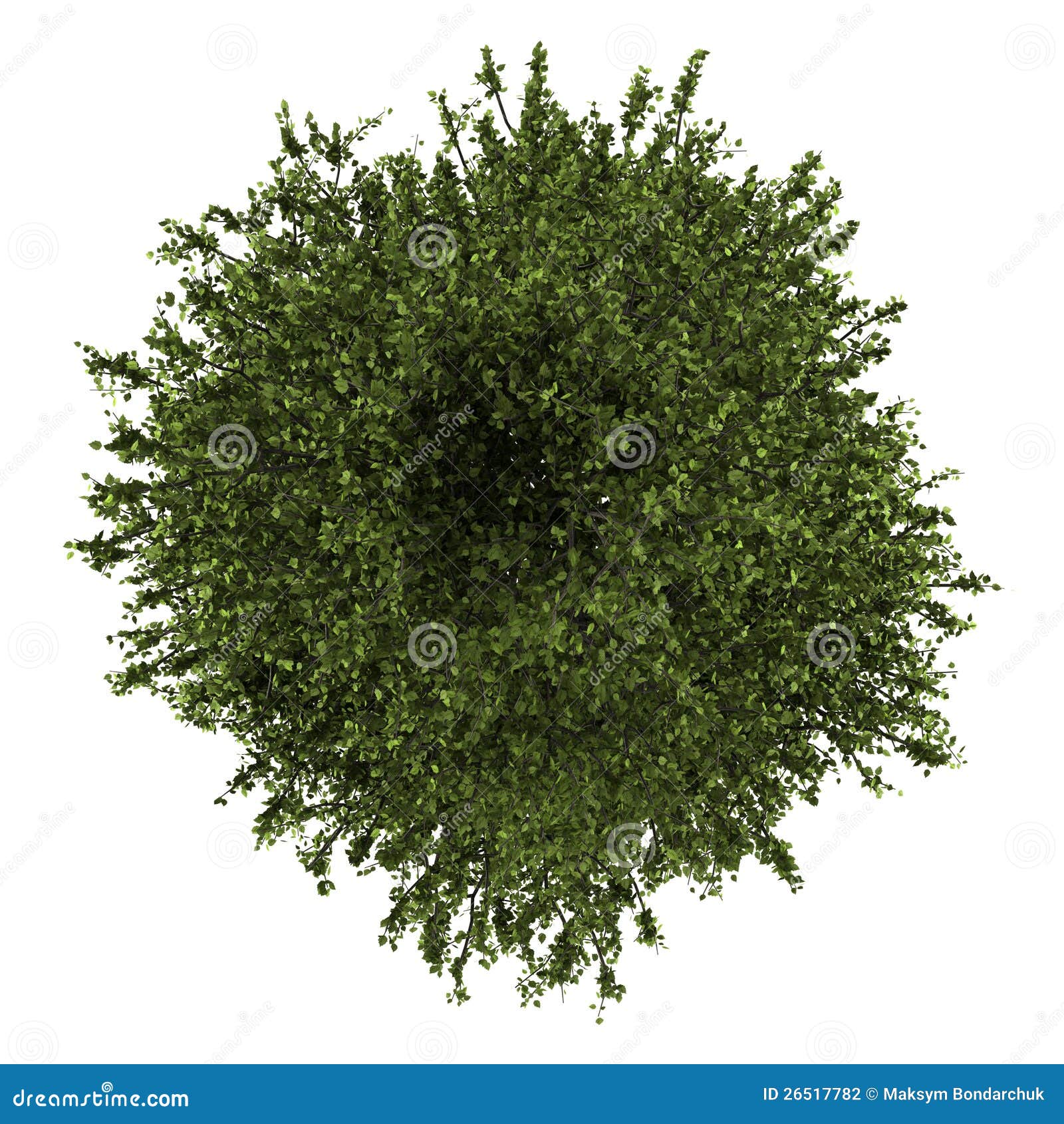 Common Aspen Populus Tremula Leaf. Ink Black And White Doodle Drawing ...