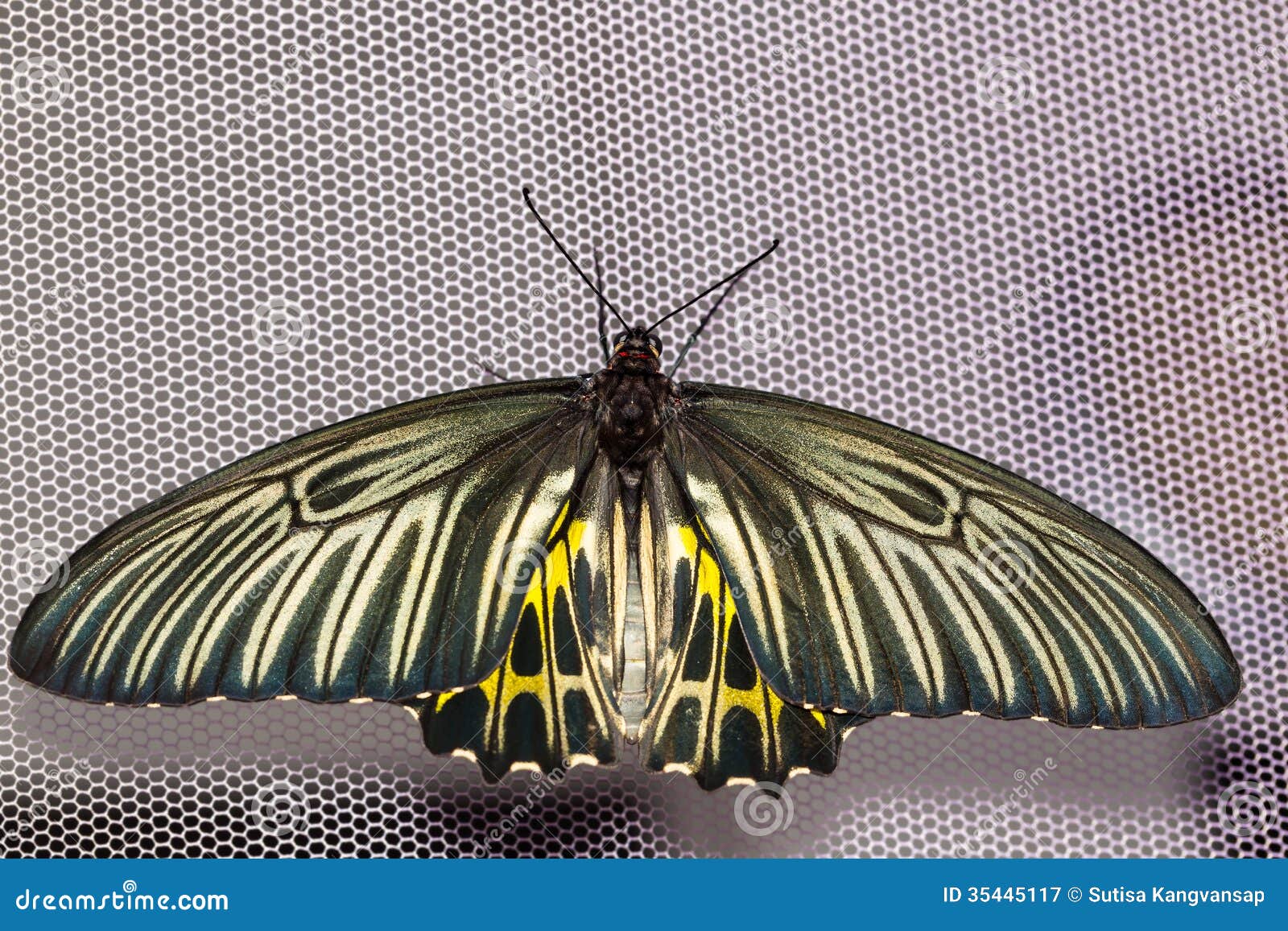 Top View of Common Birdwing Butterfly Stock Image - Image of ...
