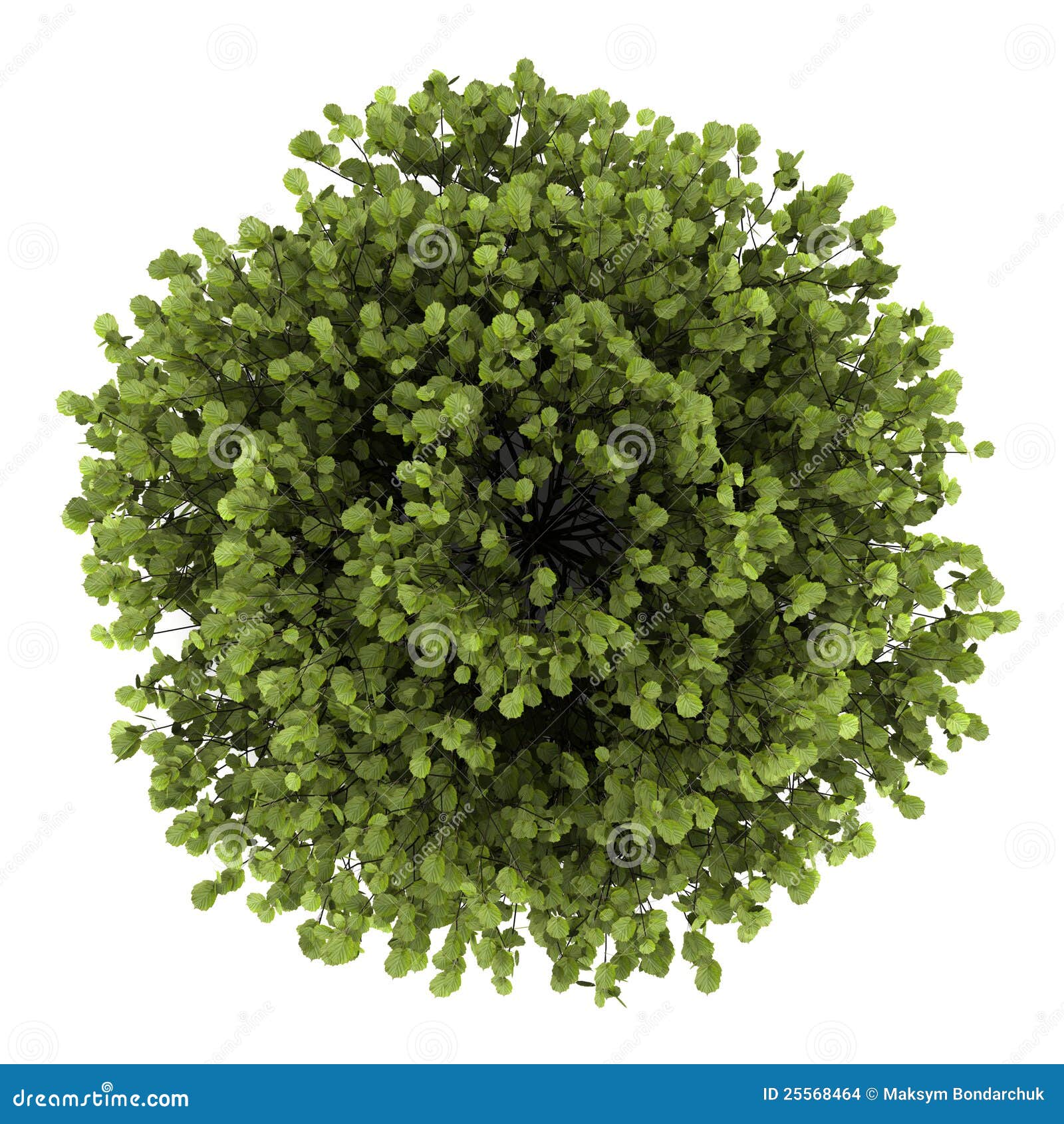 Top View of Common Hazel Bush Isolated on White Stock Illustration ...