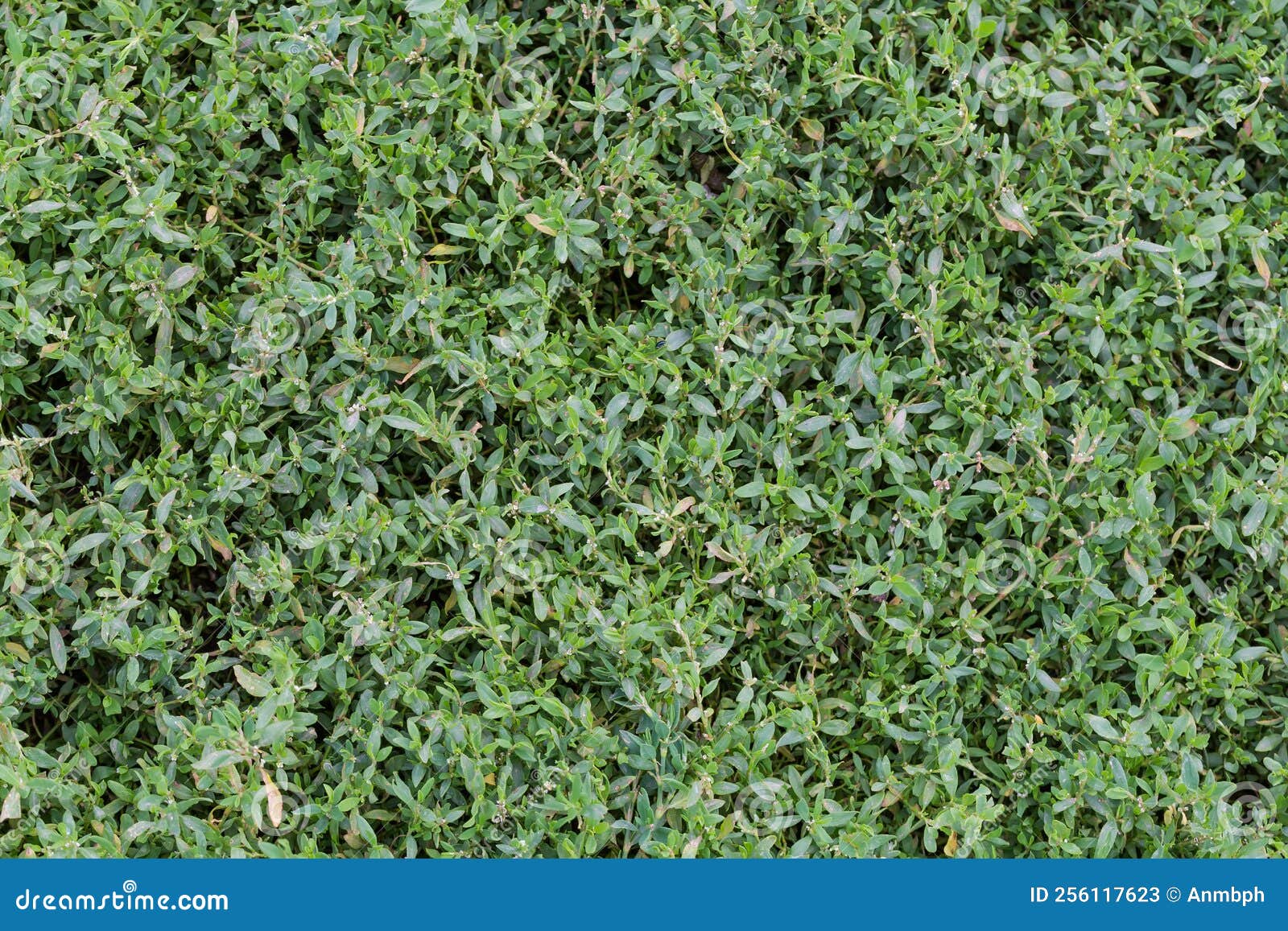 Top View of the Common Knotgrass on Meadow, Background Stock Image ...