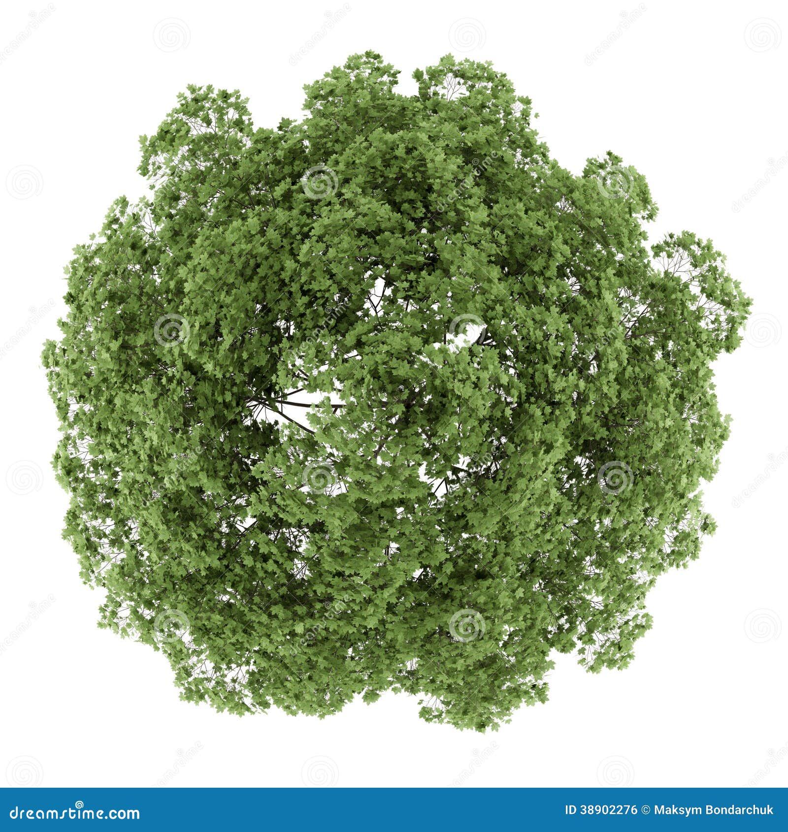 Top View of Common Maple Tree Isolated on White Stock Illustration ...