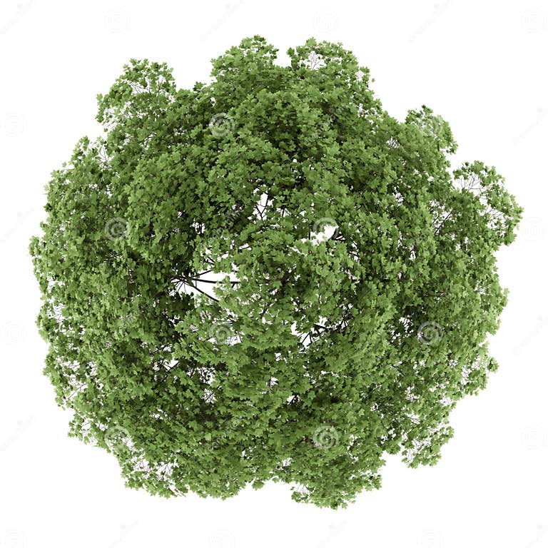 Top View of Common Maple Tree Isolated on White Stock Illustration ...