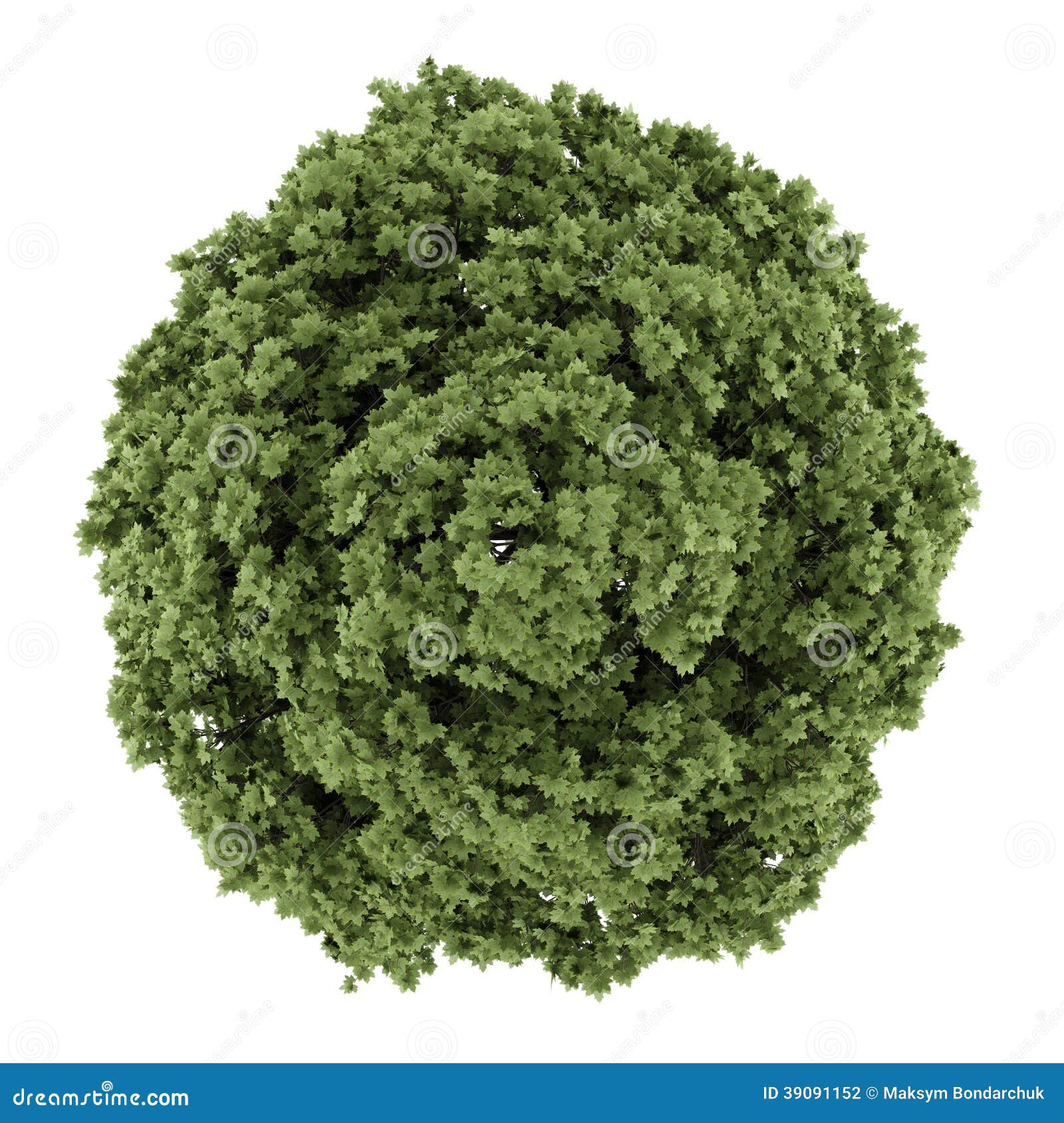 Top View of Common Maple Tree Isolated on White Stock Illustration ...