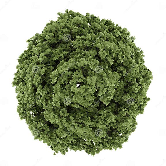 Top View of Common Maple Tree Isolated on White Stock Illustration ...