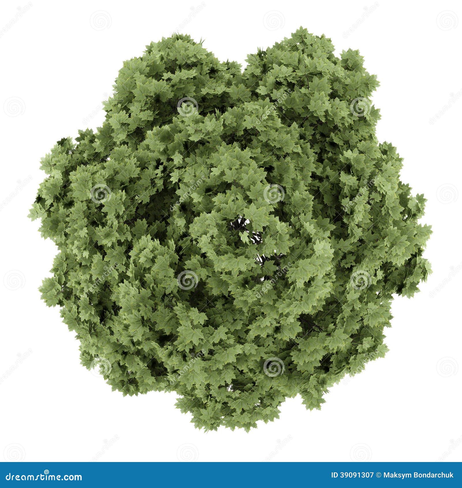 Top View of Common Maple Tree Isolated on White Stock Illustration ...