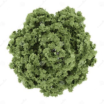 Top View of Common Maple Tree Isolated on White Stock Illustration ...