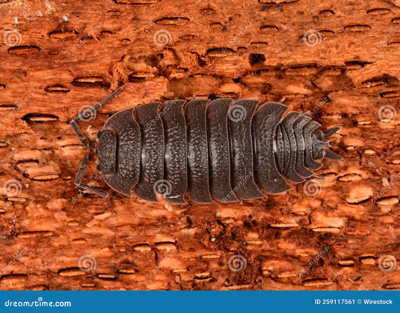 Rough Woodlouse Porcellio Scaber Eating Yew Berry Stock Image ...