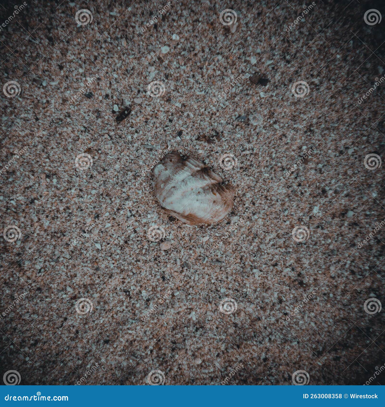 Top View of a Common Slipper Shell Species of Medium-sized Sea Snail ...