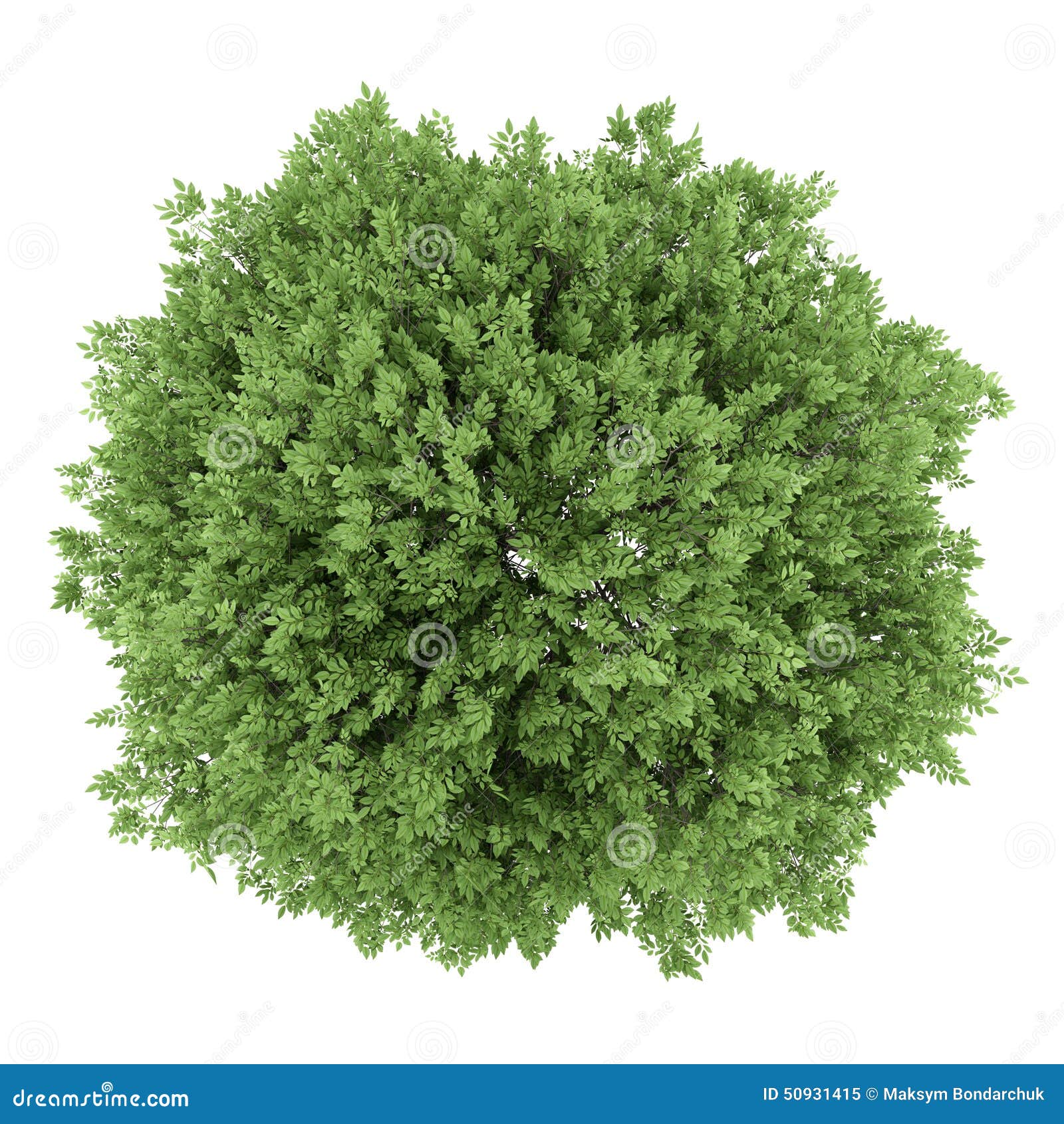 Walnut Tree Isolated On White Transparent Background Stock Image ...