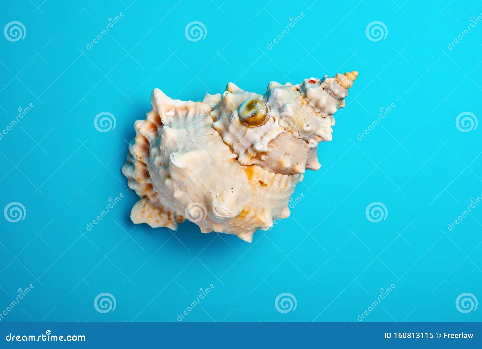 Conch Shell on a Blue Background Stock Image - Image of animal, mollusk ...