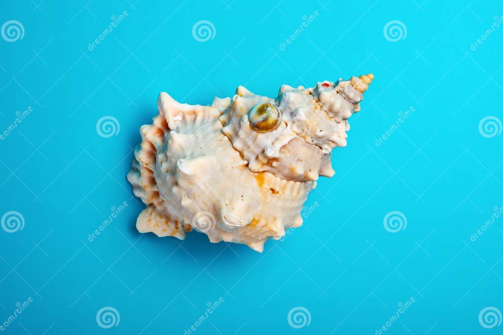 Conch Shell on a Blue Background Stock Image - Image of animal, mollusk ...
