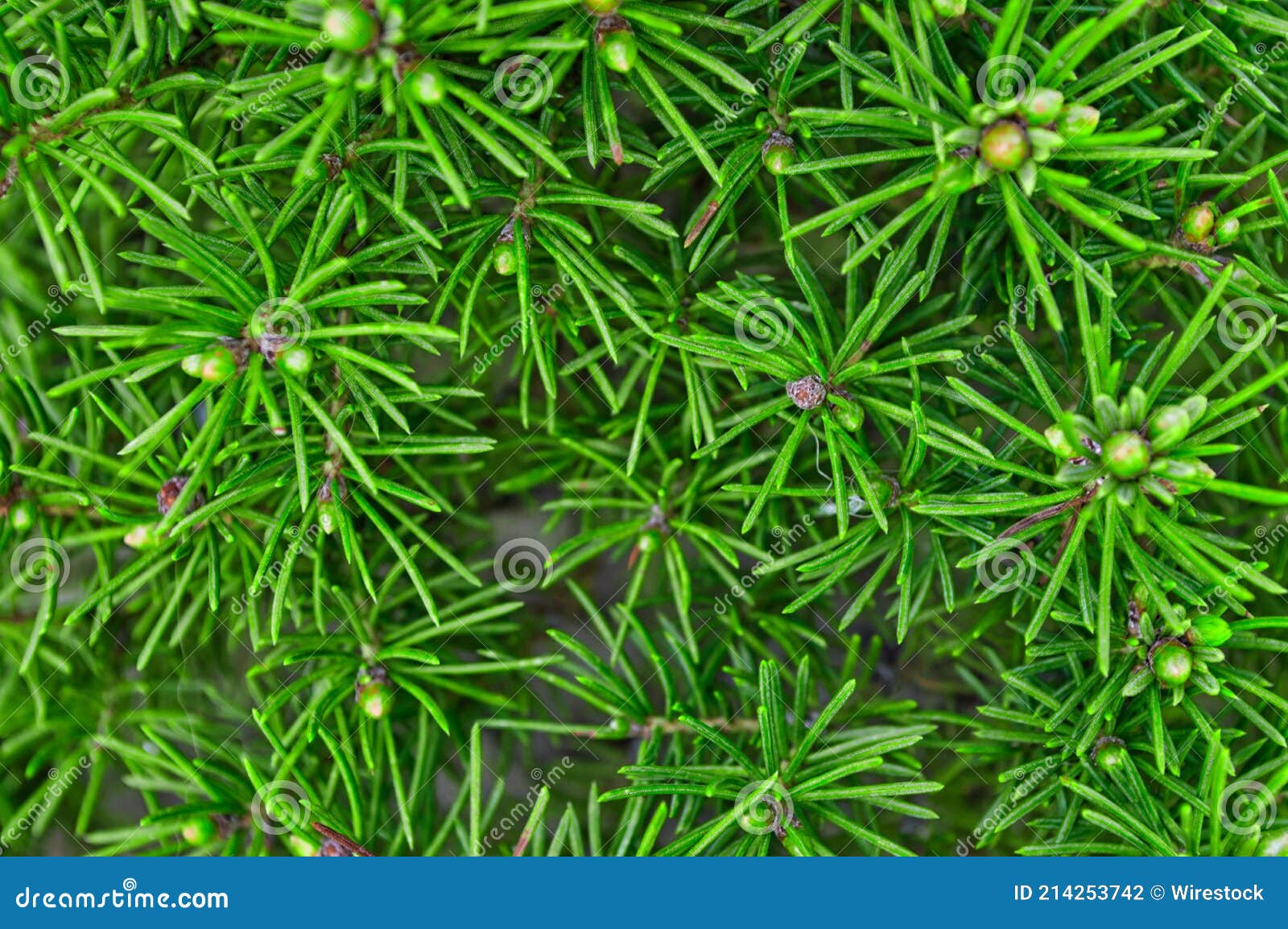 Top View of Conifer Needles Stock Photo - Image of gardening, garden ...