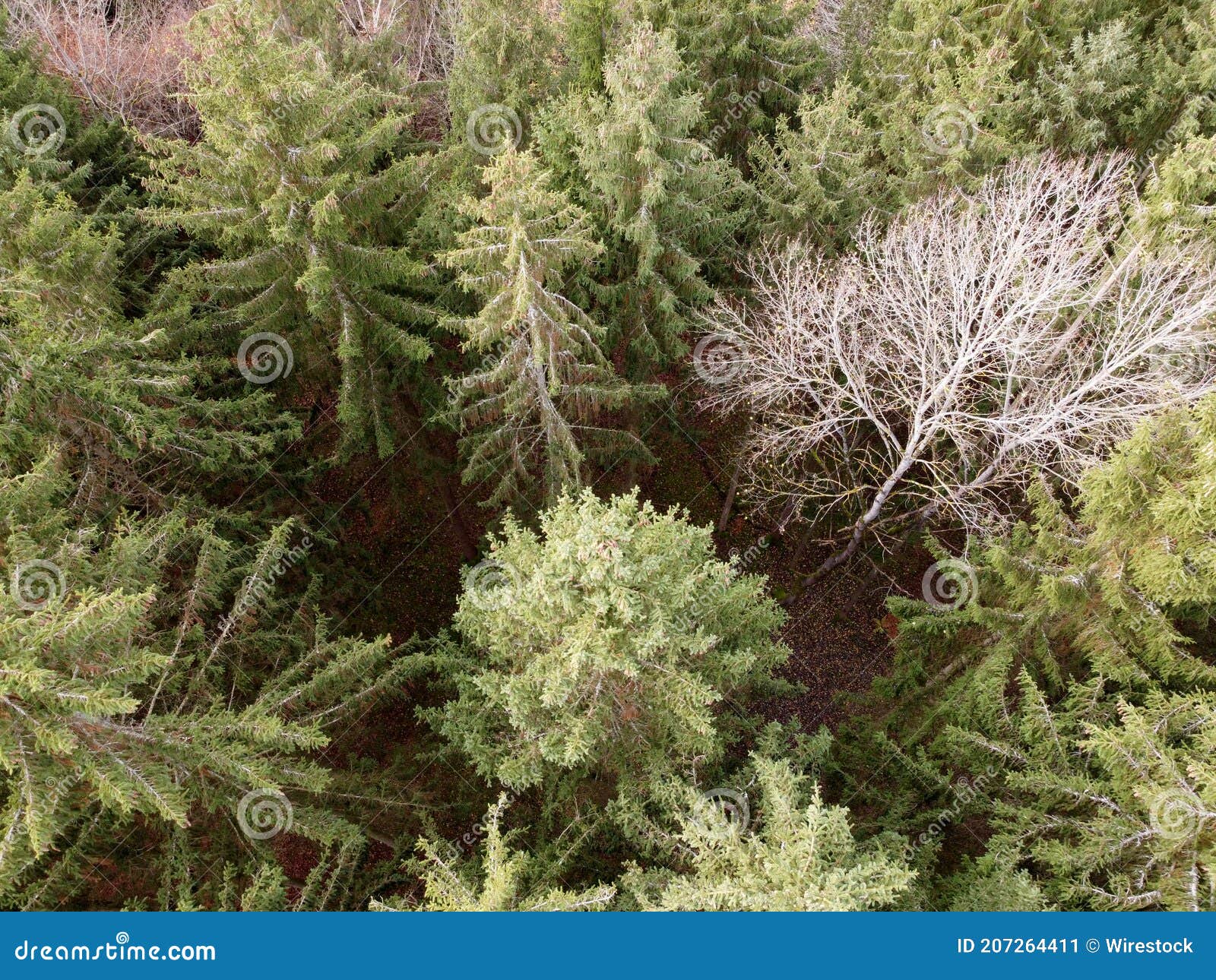 Top View of Coniferous Trees in the Forest Stock Image - Image of wild ...