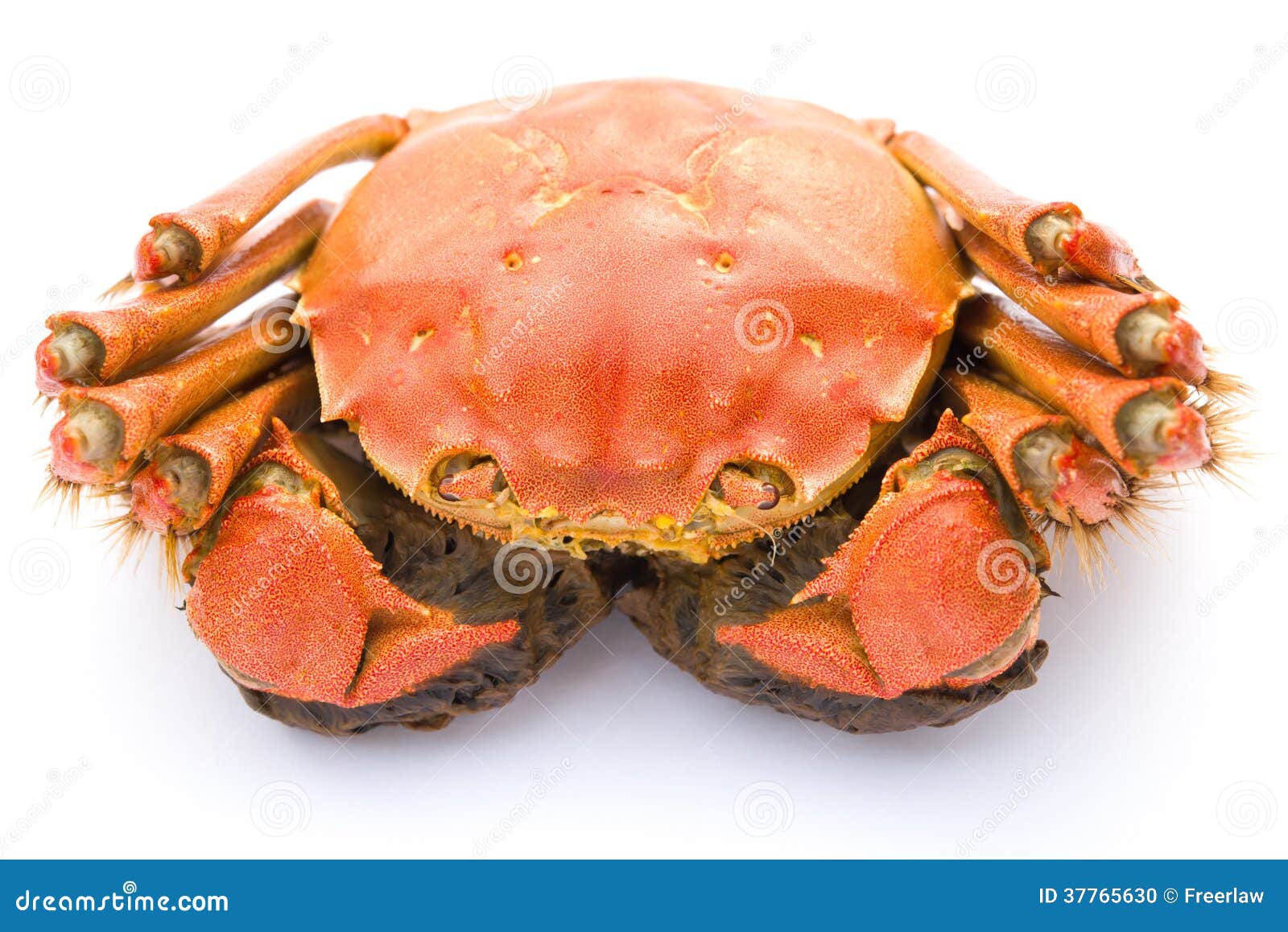 Top View Of Cooked Seafood Isolated On White Background Royalty-Free ...