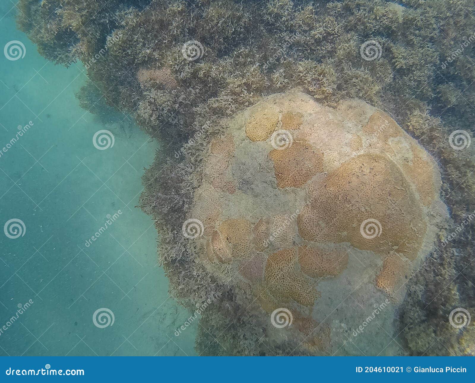 Top View of Coral Reef on the Surface of the Water Stock Image - Image ...